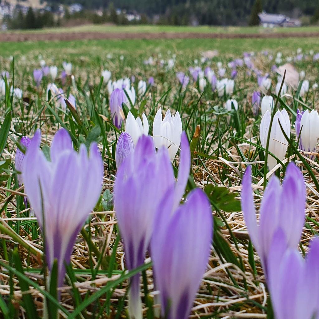 Home — clone – Il Cadore